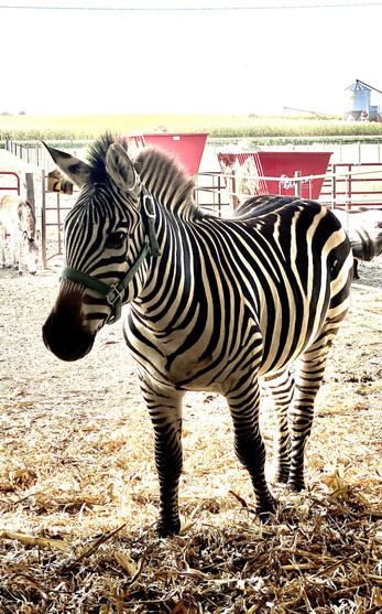 FARM EVENTS | Redrockfarms