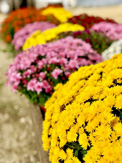 Naturally Raised Beef | Red Rock Farms | Northeast Iowa