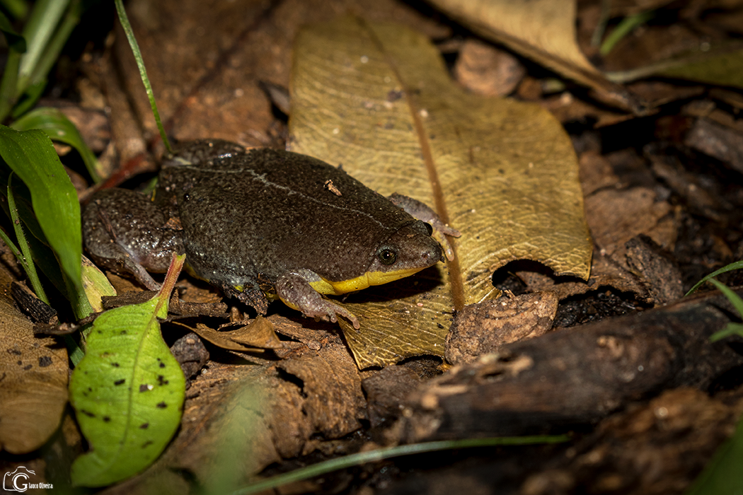 10. Microhylidae | COANA