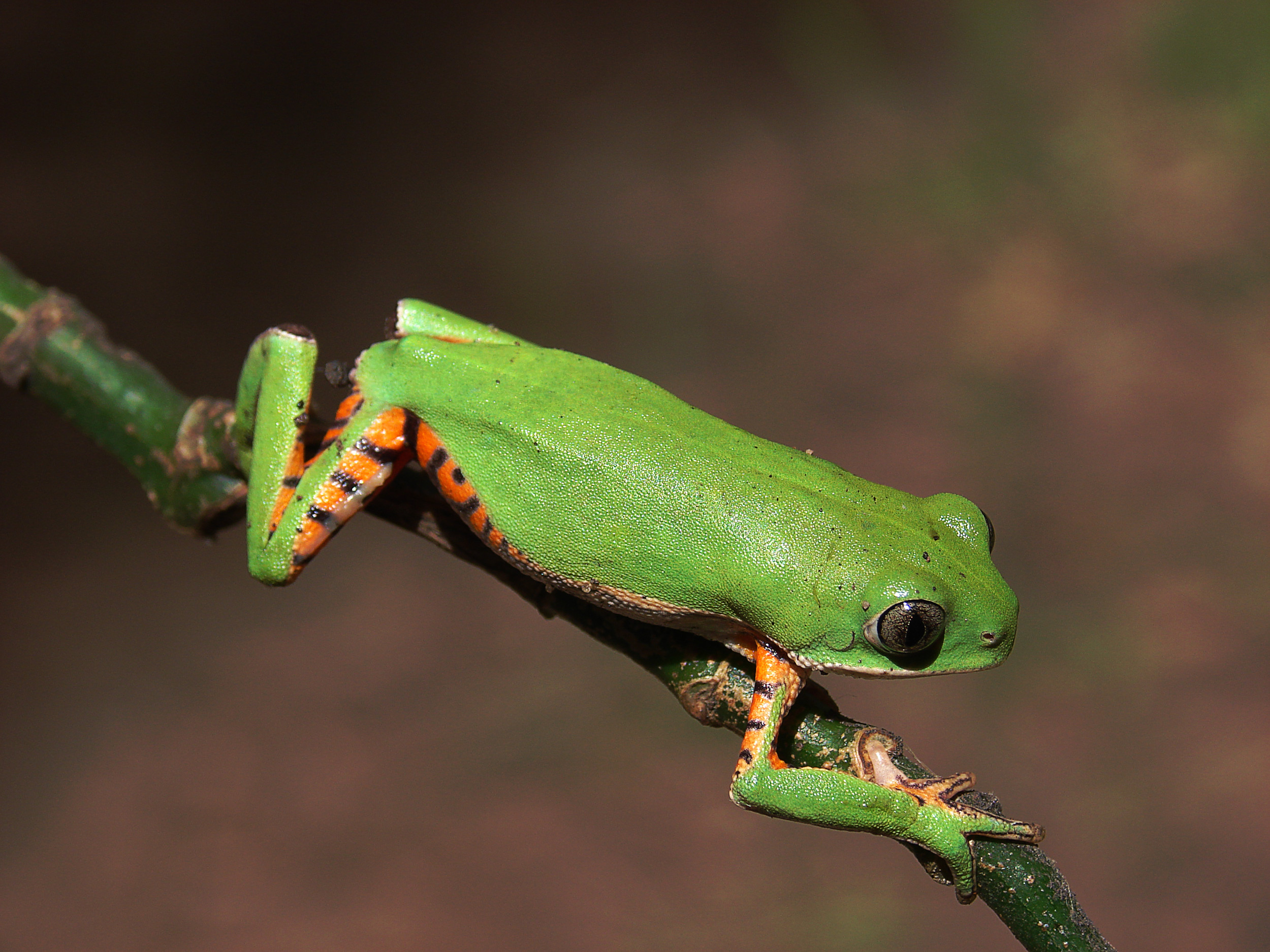 Pithecopus azureus | COANA