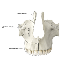 maxillary alveolar bone