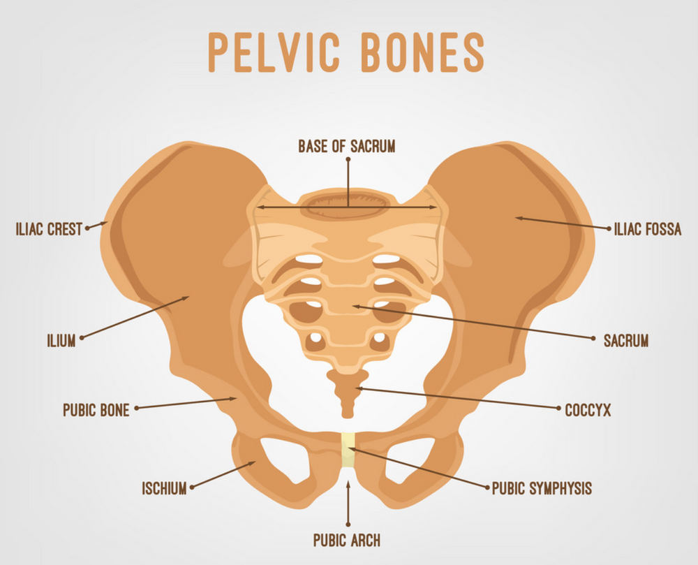 Lifting Around Pain: OSTEITIS PUBIS
