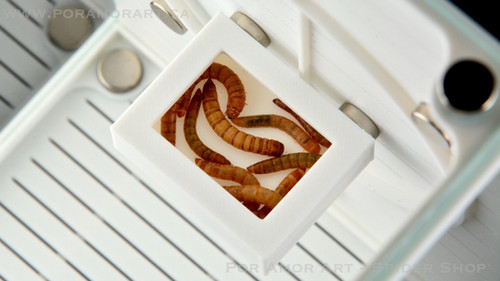Magnetic mealworm dish w/anti-escape rim | Spider Shop