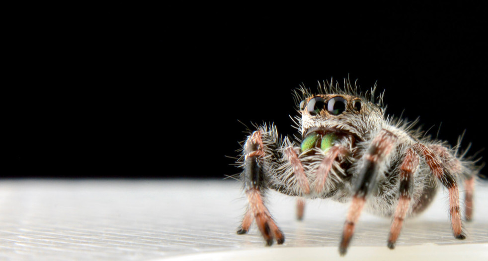 Pet Jumping Spider Care: A Comprehensive Guide | Por Amor Art