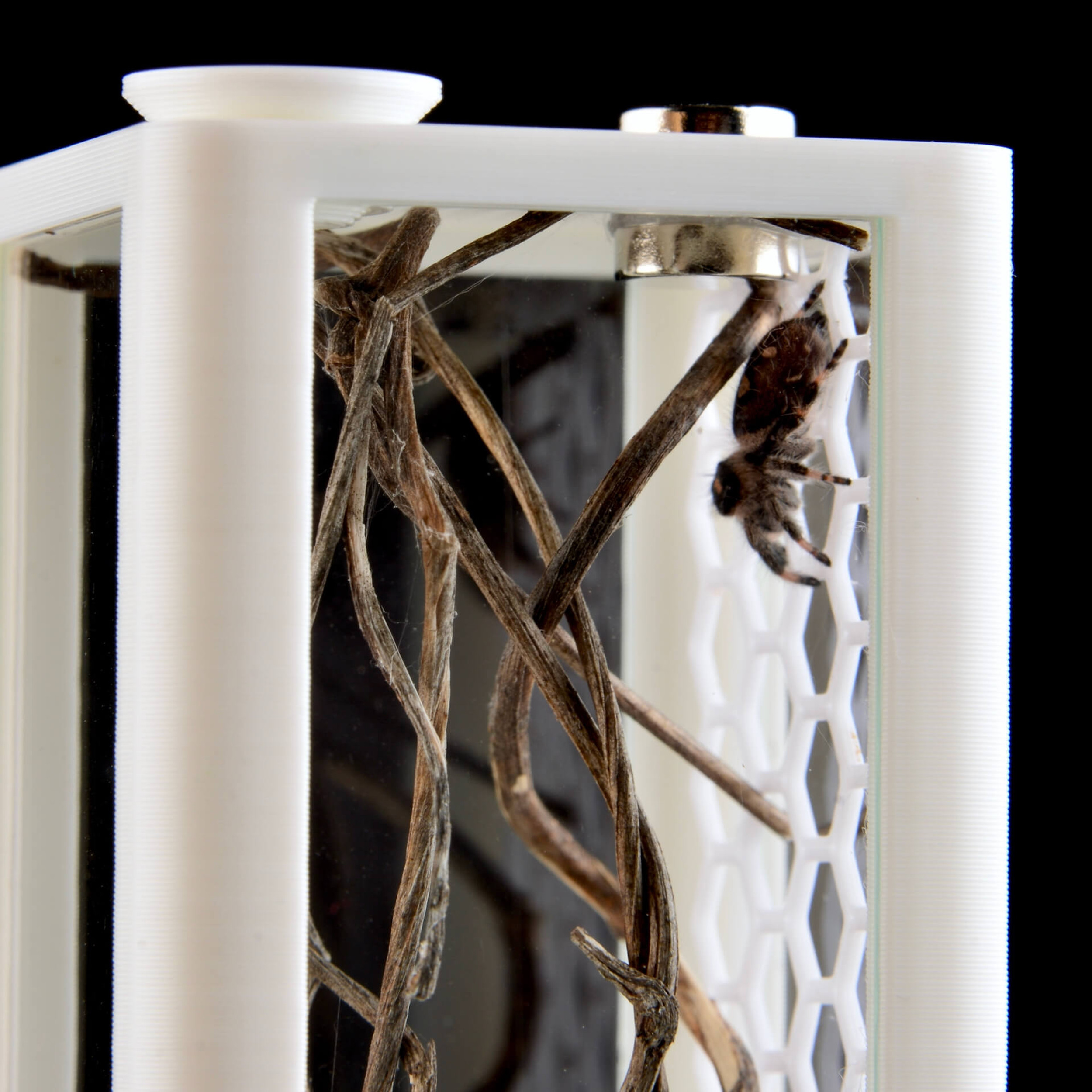 ItsyVent | Jumping Spider Enclosure for Spiderlings