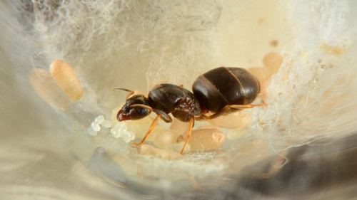 Lasius Neoniger (Labour Day Ant) - Live Queen