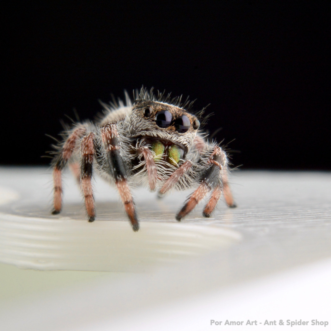 Pet Jumping Spiders for Adoption & Sale | Por Amor Art Pet Jumping Spiders for Adoption & Sale | Por Amor Art