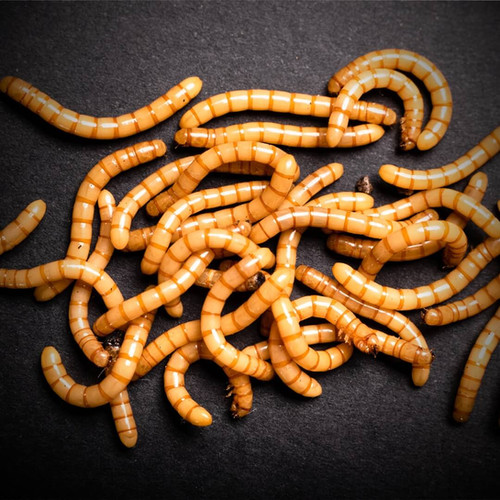 Tiny Titans Mini Mealworm Tub | Live Food | Ant & Spider Shop