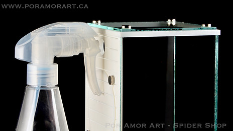 Jumping Spiders Enclosure Setup & Parameters | Guide