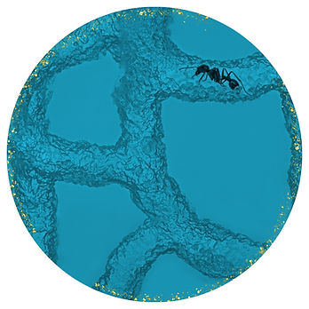 Ant Farm Q&A: Everything you need to know about ant farms.