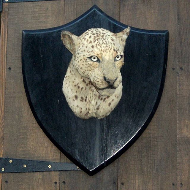 Patrick Moran | Taxidermy Restoration | Somerset, UK