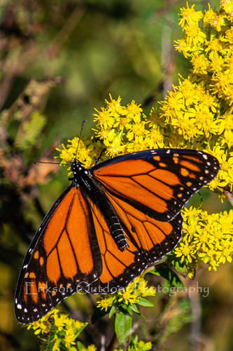Monarch on Goldenrod | Cards and Prints | eriksonoutdoorphotog