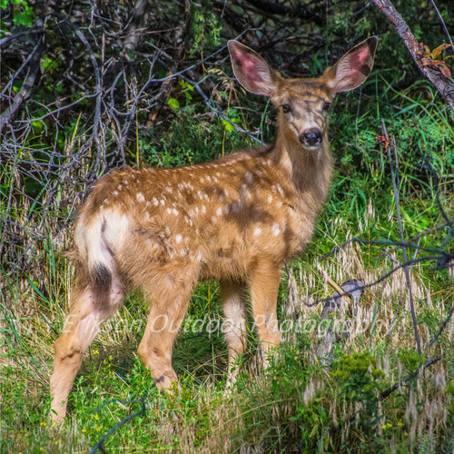 Mule Deer Fawn | Ceramic Tile | eriksonoutdoorphotog