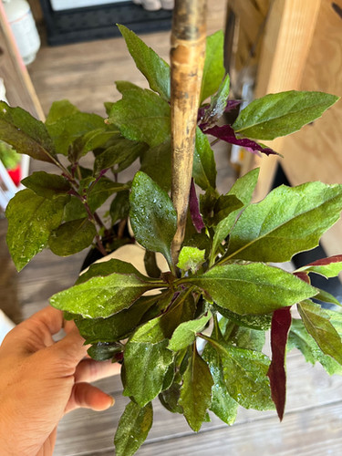 Okinawa spinach plant with pot | EVA FARM & SERVICES