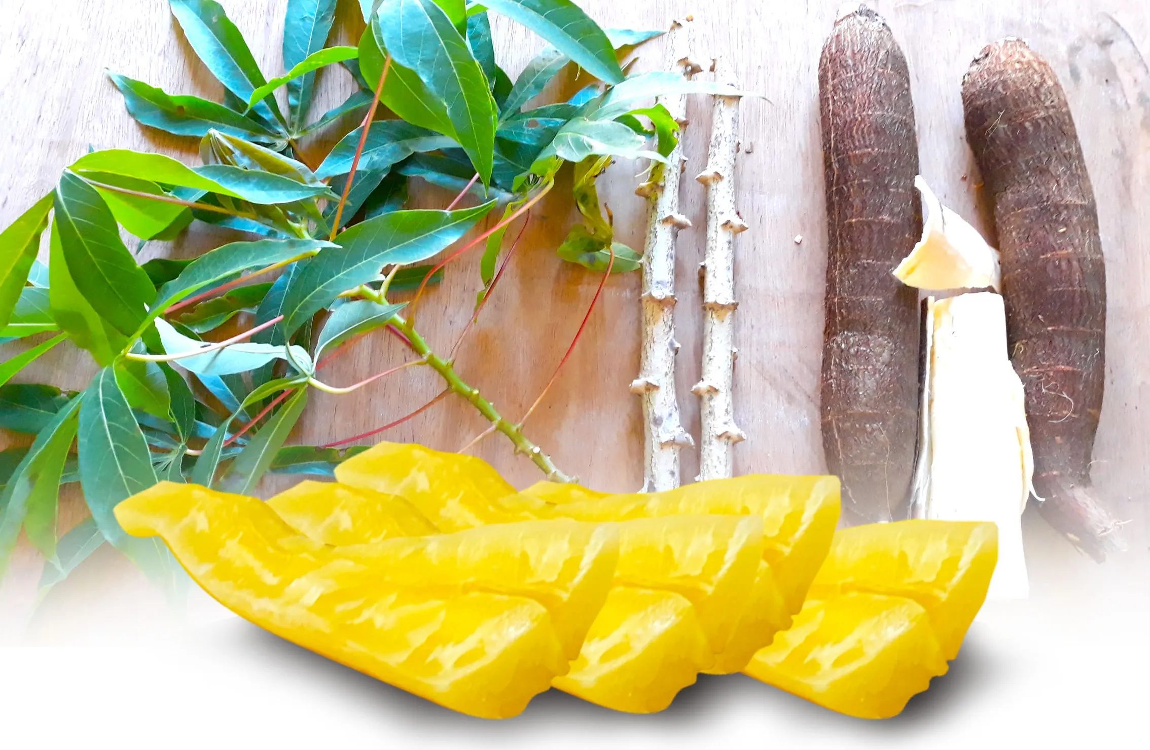 Black Chayote AND Yellow Yuca Plants with pot - Khoai mì vàng và Susu ...