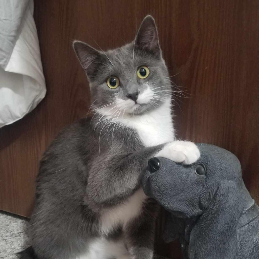 SCARS Rescue Adoption Event & Donation Drive | Edmonton Southwood C