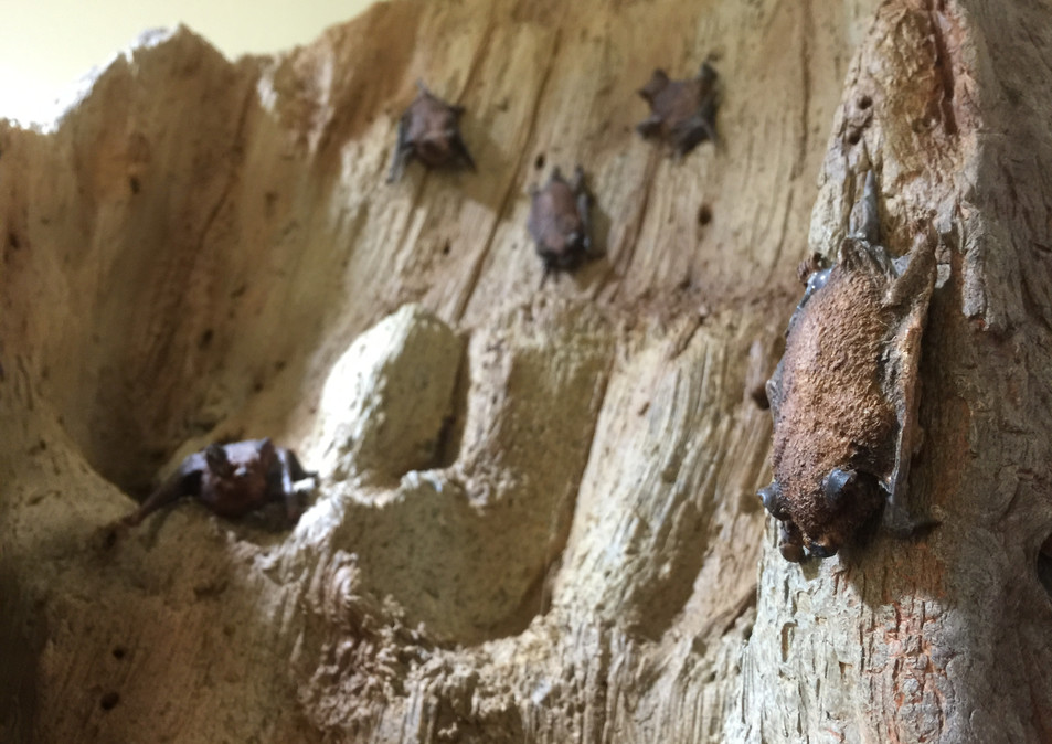 Valley Nature Center | varrobook-flip-book