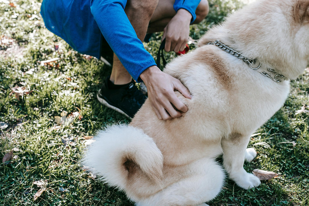 Aversive training, more consequences than you may realise