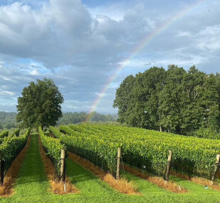 Marked Tree Vineyard