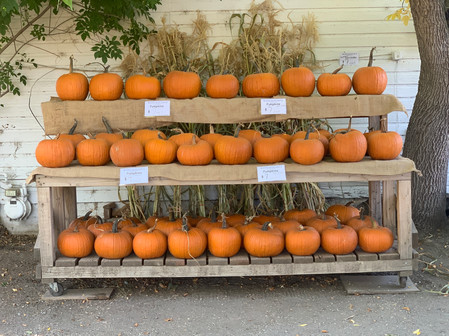 CSA Near Boulder, CO | Aspen Moon Farm