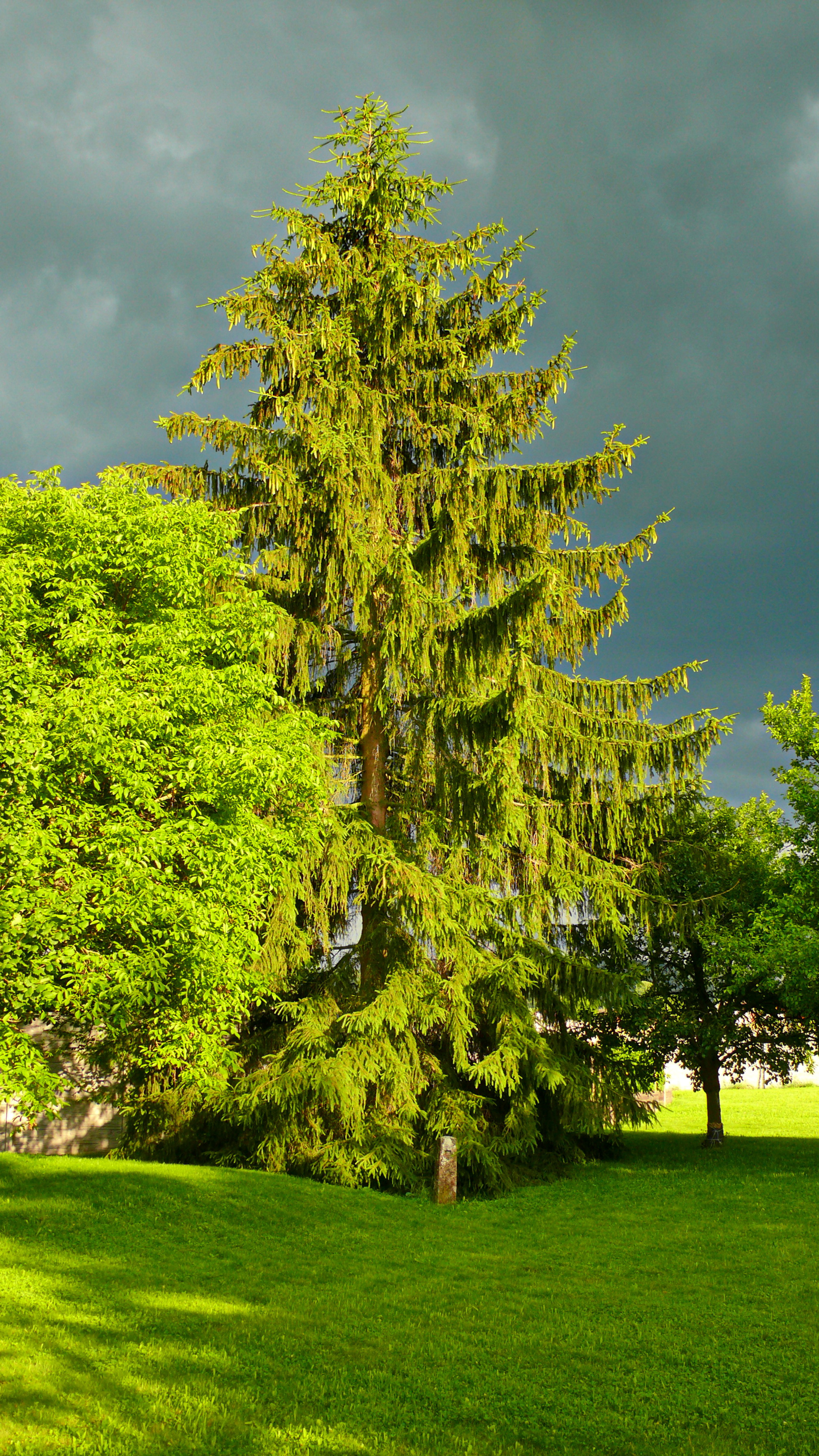 Downloads Vilnius Treeib Com