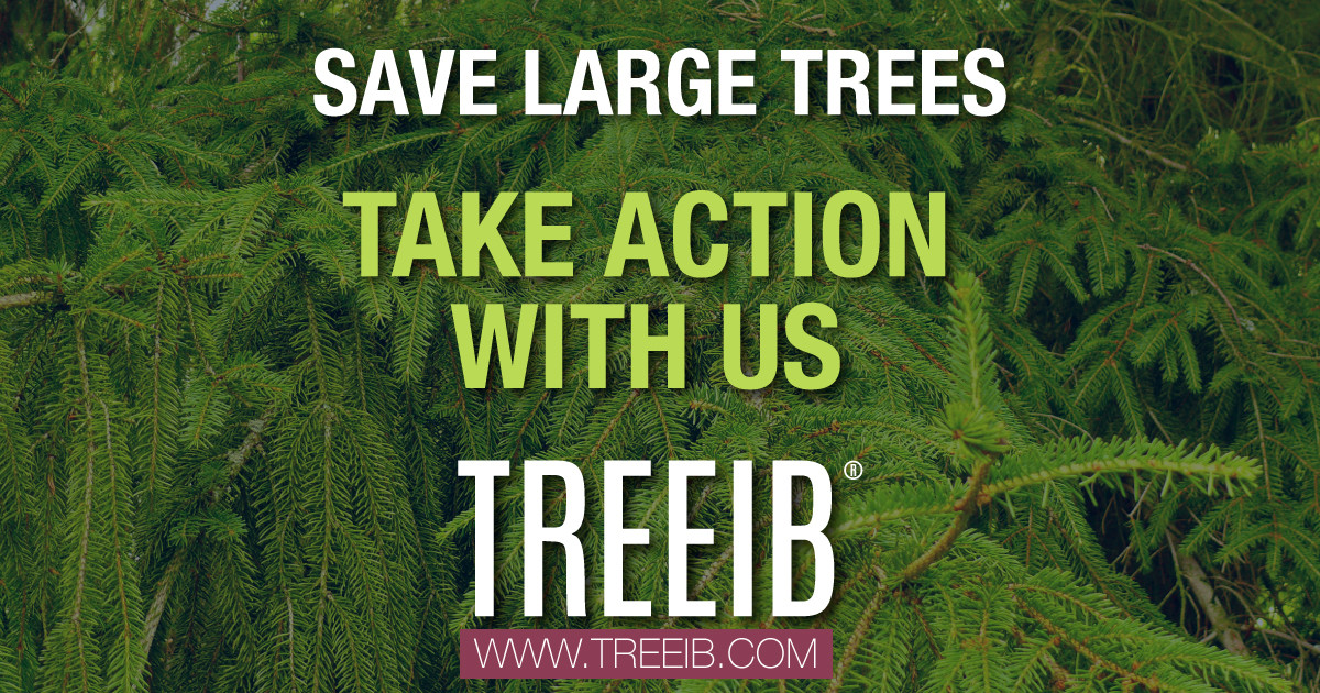 Carbon storage in large trees | TREEIB.COM