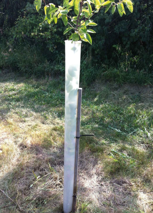 60" Tree Tube - Qty 100 | nontypicalfoodplots