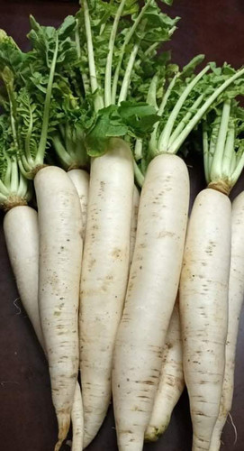 Radish Long (1kg) | Konverge Sweets