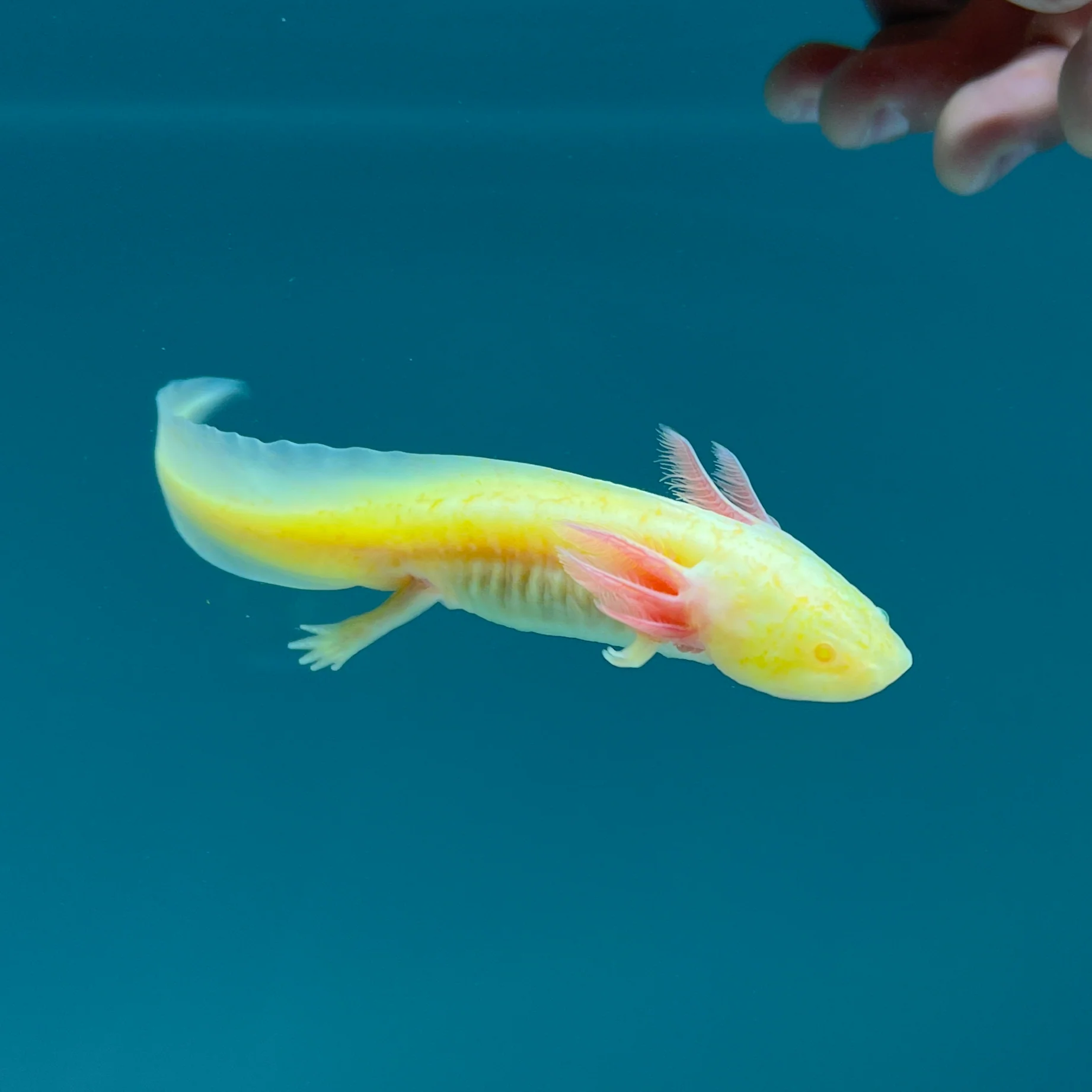 Buy Aquarium Fish Online | Al Arbeaa Ornamental Fish.Tr.LLC, Sharjah