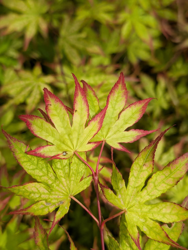 Phantom Flame | JR'sMaples