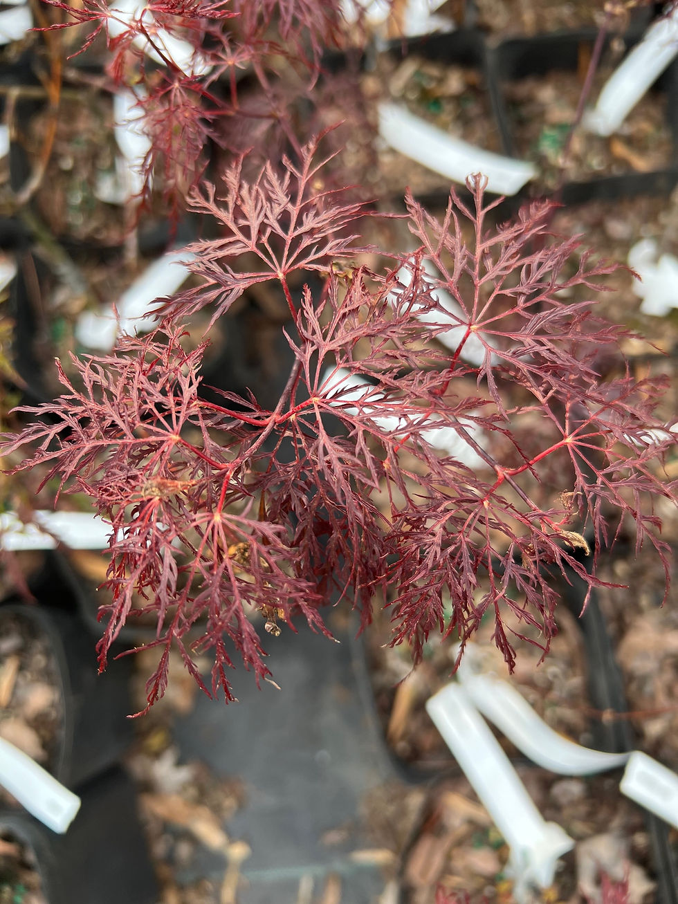 Red Filigree | JR'sMaples