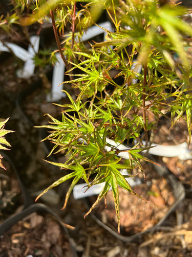 Hippy Fin Mo | JR'sMaples