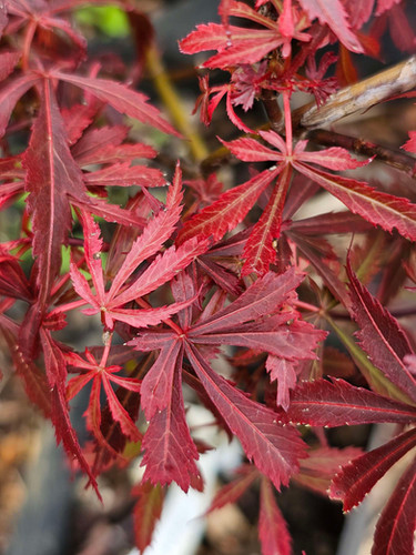 Anna's Broom | JR'sMaples