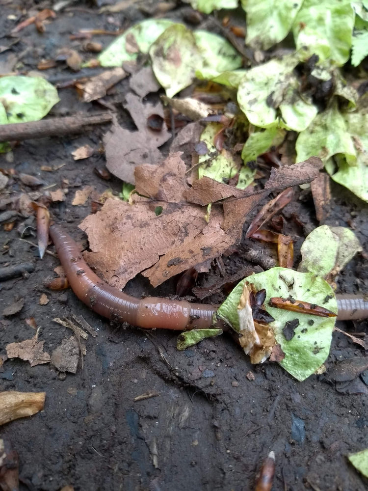 There's a worm at the bottom of my garden...
