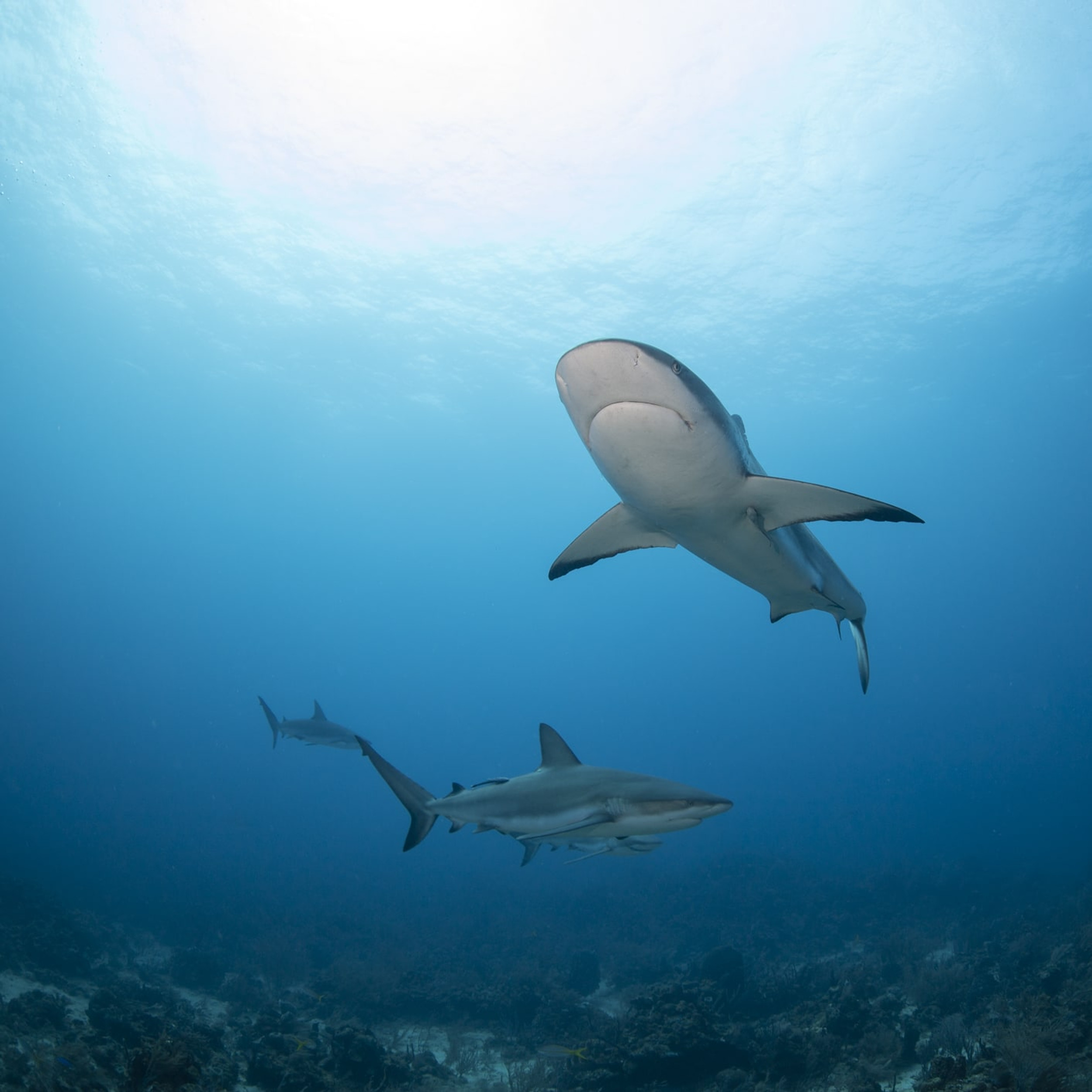 What We Do | Ilili Honduras | Sharks and Rays