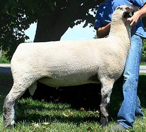 Untouchable | Nathan Club Lambs