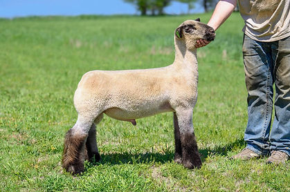 RAMS | Nathan Club Lambs