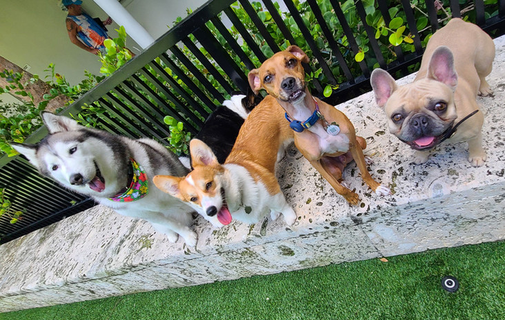 DOGGIE VIP, For your Very Important Pet, Miami Beach