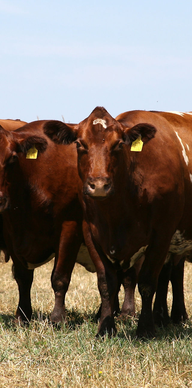 beef shorthorn database