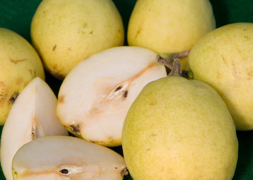 Hood Pear | ChandlerFruitNursery