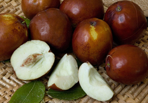 Li Jujubes | ChandlerFruitNursery