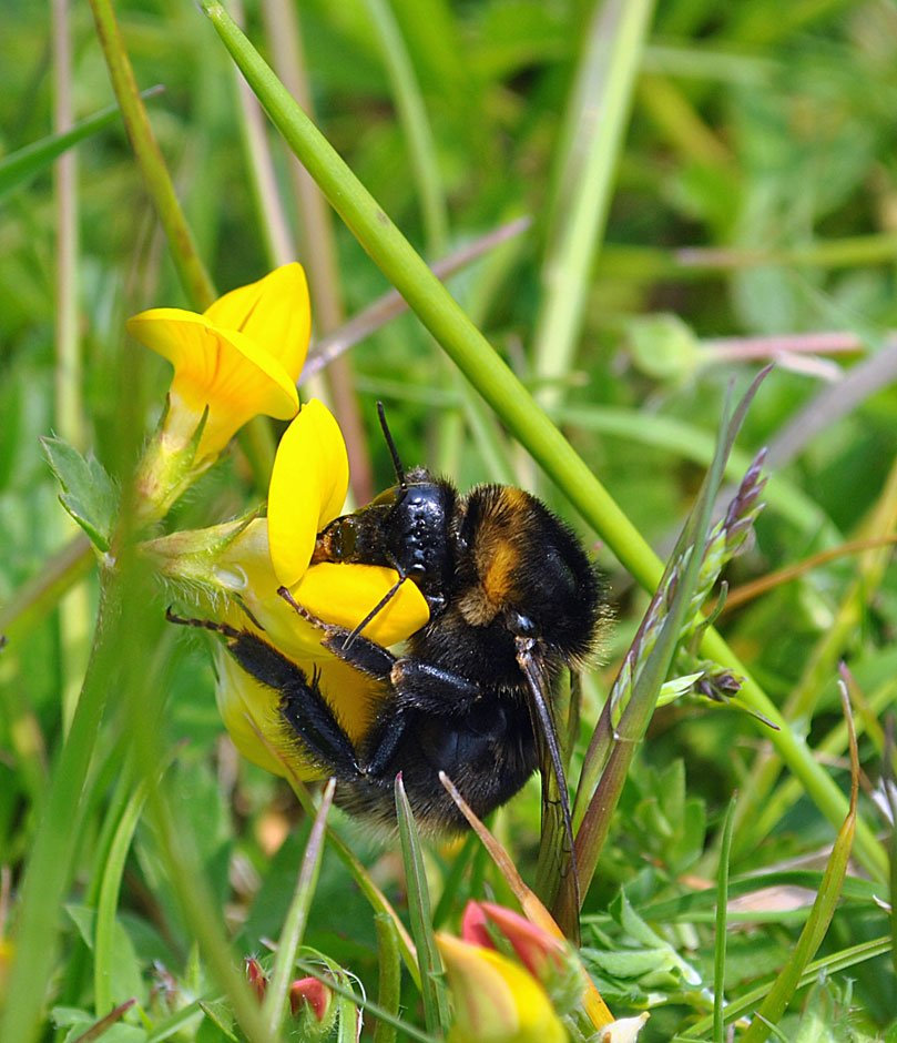Eaton Lands Bumblebee Project