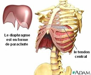 Le mouvement du diaphragme