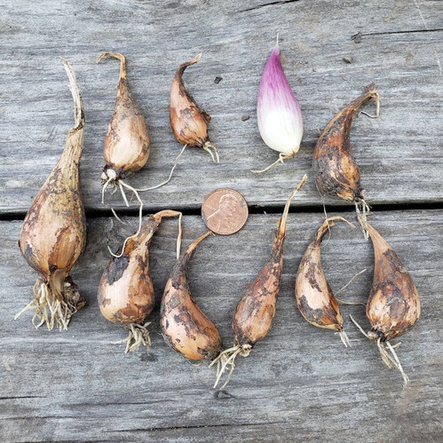 French Grey Shallots - 20 Pack | Mad Cat Farm