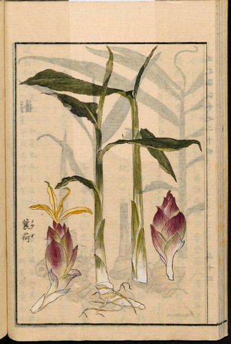 Myoga Ginger Roots | Mad Cat Farm