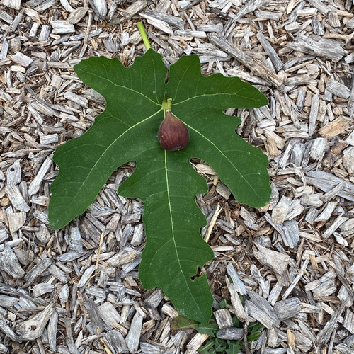 Hardy Hartford Fig Cutting | Mad Cat Farm