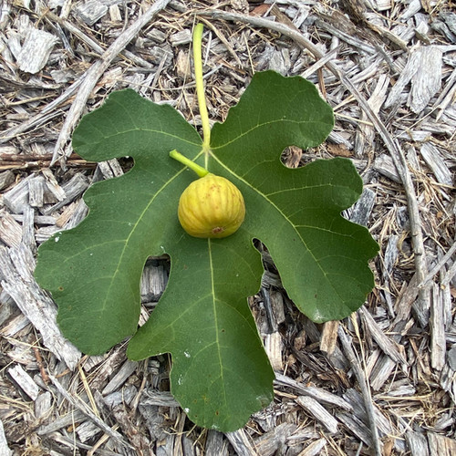 Sweet George (Susser Georg) Fig Cutting | Mad Cat Farm