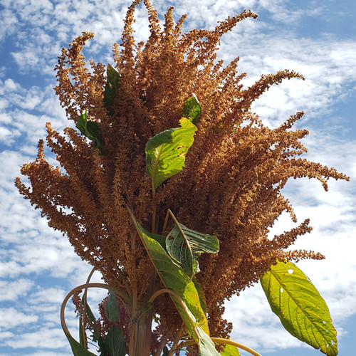 Golden Giant Amaranth Seeds | Mad Cat Farm