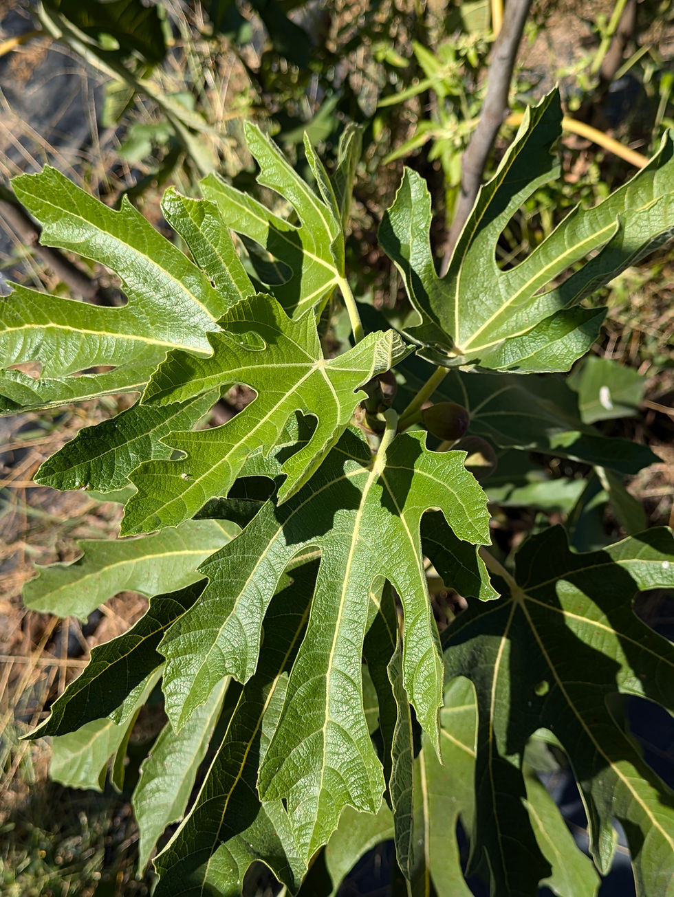 Fruit Tree Scion & Cuttings For Sale | Mad Cat Farm