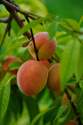 Seedling of New Zealand Black Peach Scion | Mad Cat Farm